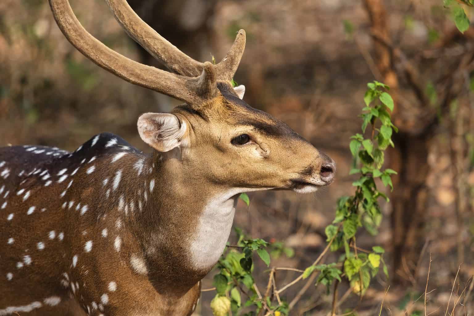 Deer Antler Sizes and What They Mean - A-Z Animals
