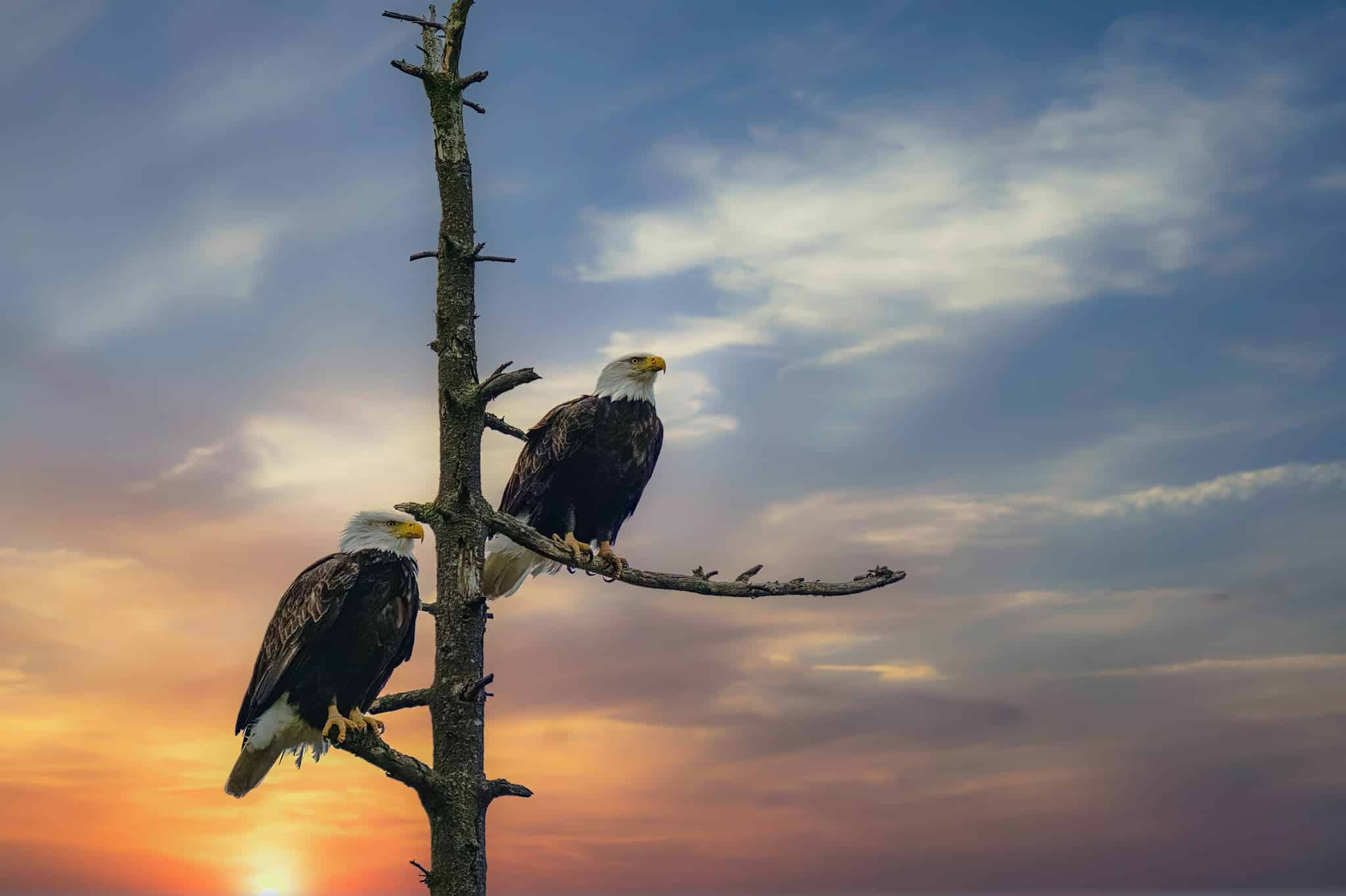 The 5 Best Places and Times to See Bald Eagles in South Carolina - A-Z ...