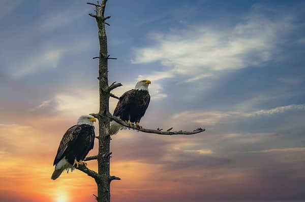 Predators Known to Hunt Bald Eagles - A-Z Animals