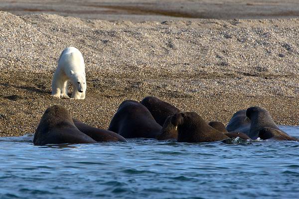 Baby Walrus: 6 Pictures and 8 Amazing Facts - A-Z Animals
