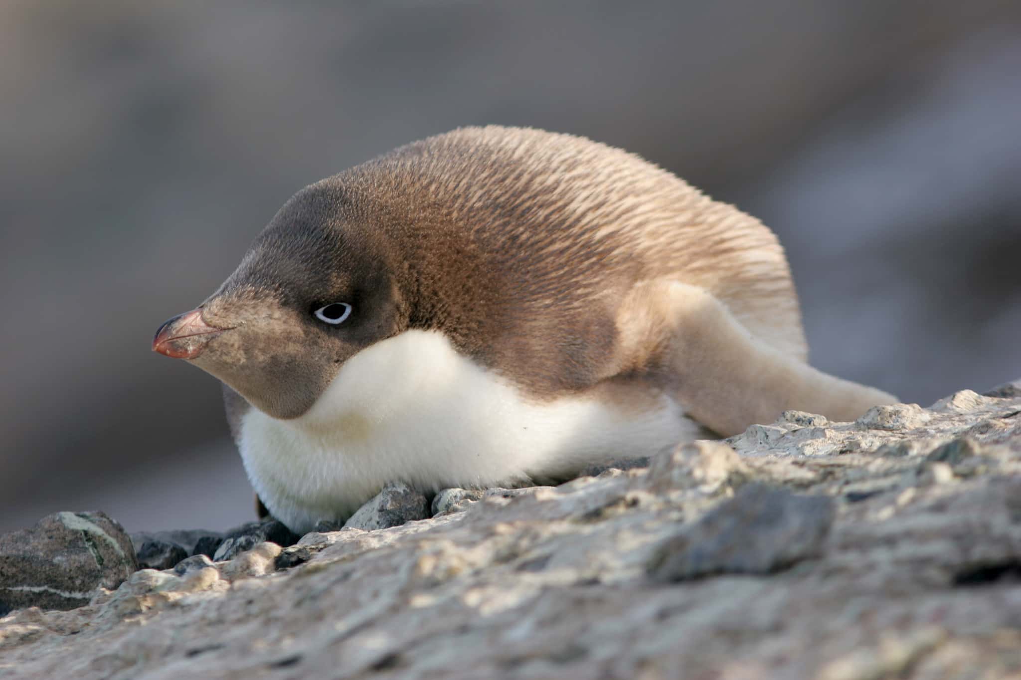 Discover the Amazing Colors of the Various Types of Penguins - A-Z Animals