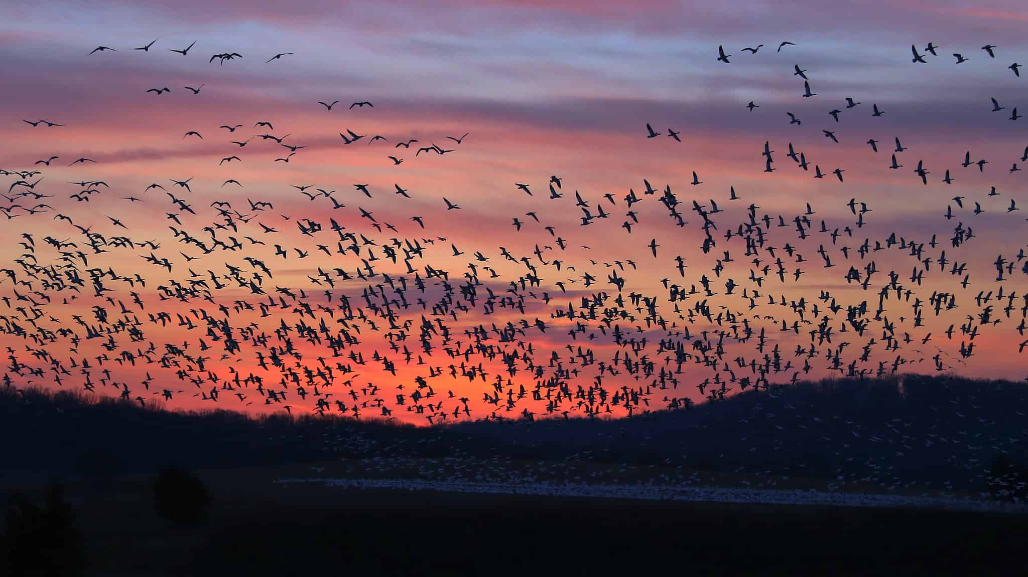 2 Billion Birding Observations Helped AI Crack a 30-Year Radar Mystery ...