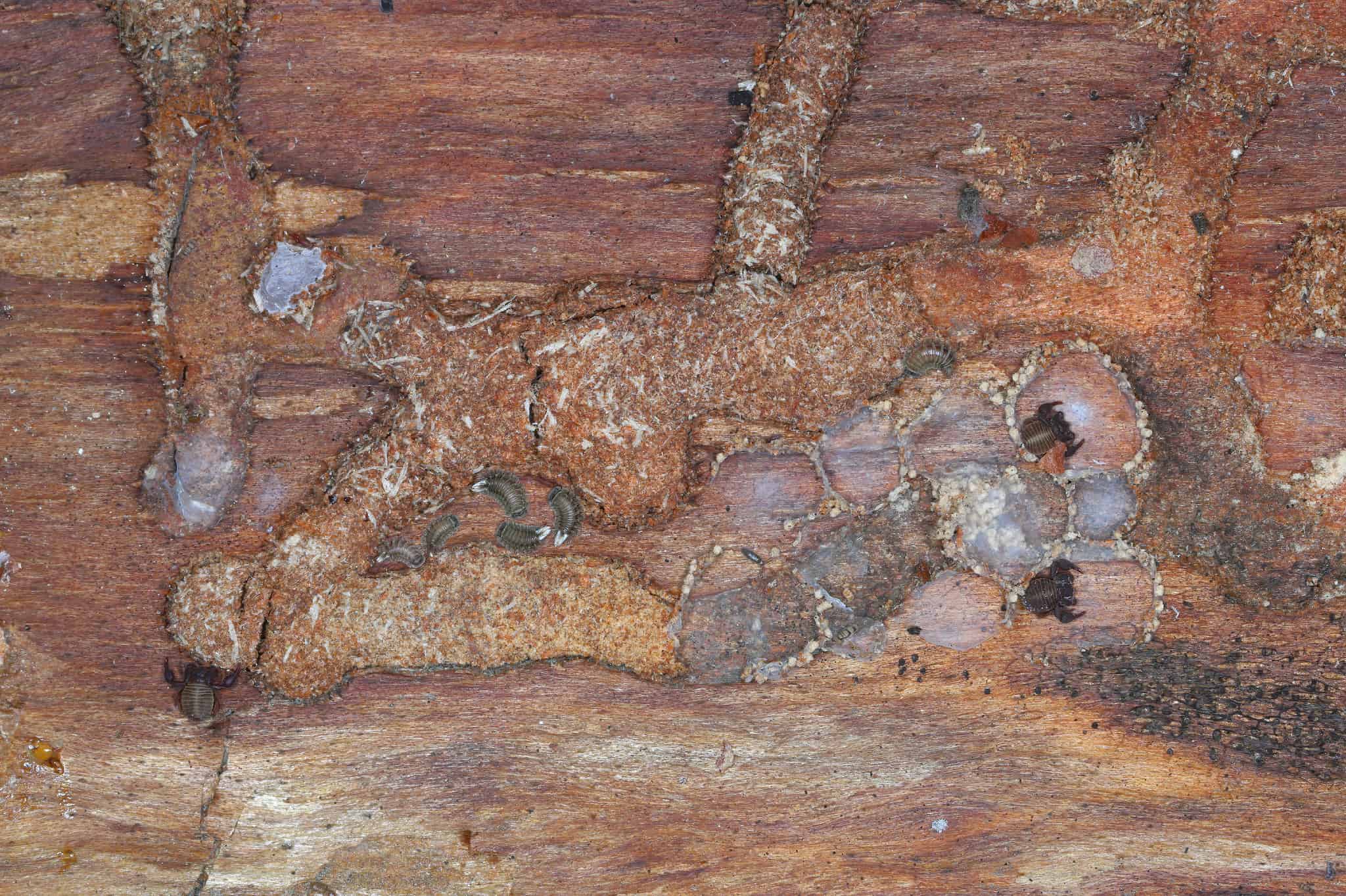 32 Spiders That Look Like Scorpions But Are Nothing Like Them - A-Z Animals