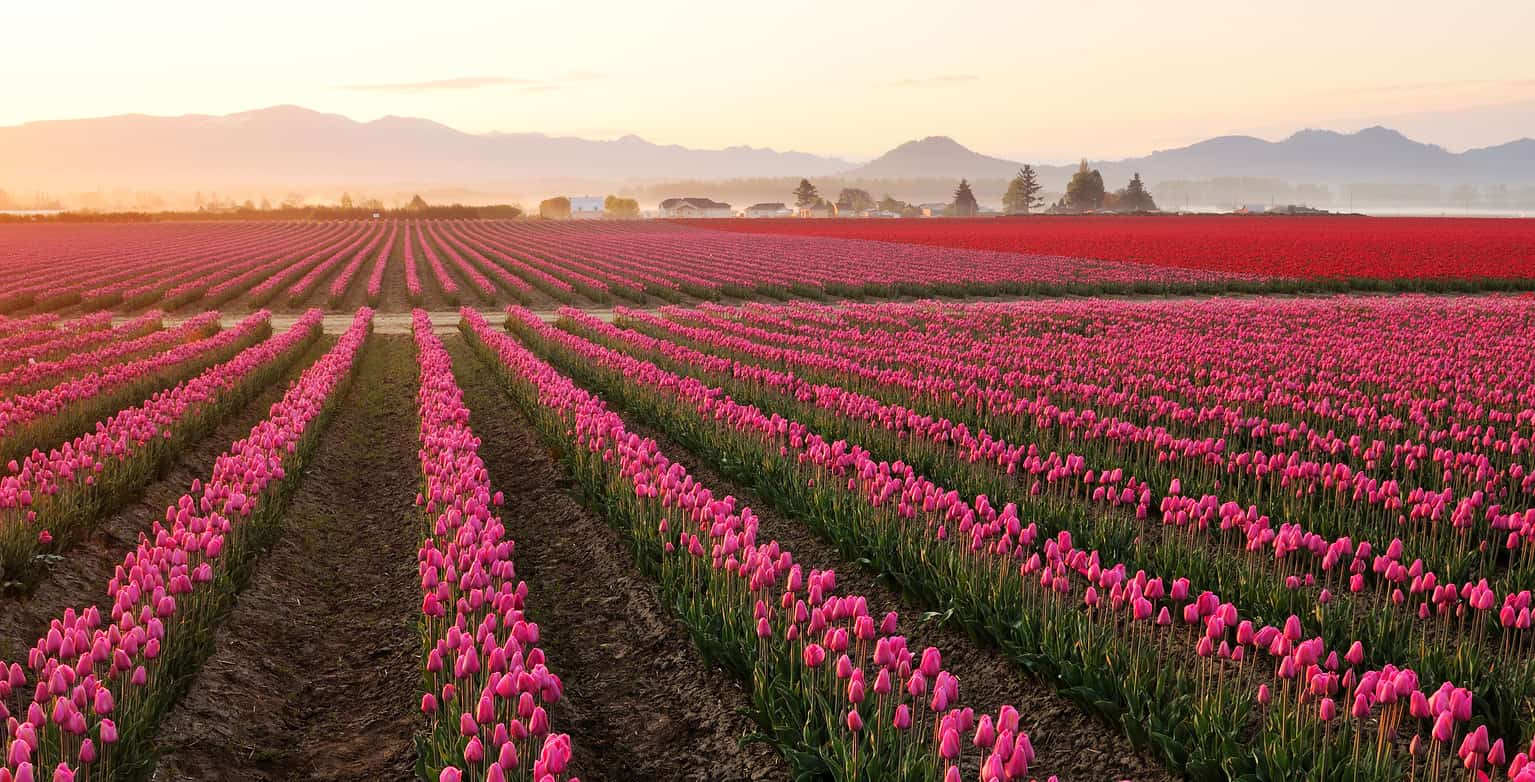 20 Fun and Amazing Facts That Make Tulips Unlike Any Other Flower - A-Z ...