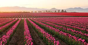 20 Fun and Amazing Facts That Make Tulips Unlike Any Other Flower - A-Z ...