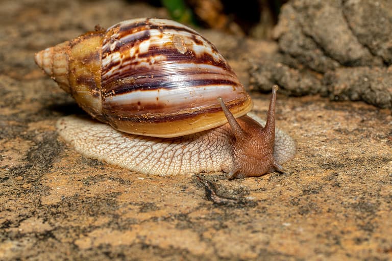 Mollusk Animal Facts - Mollusca - A-Z Animals