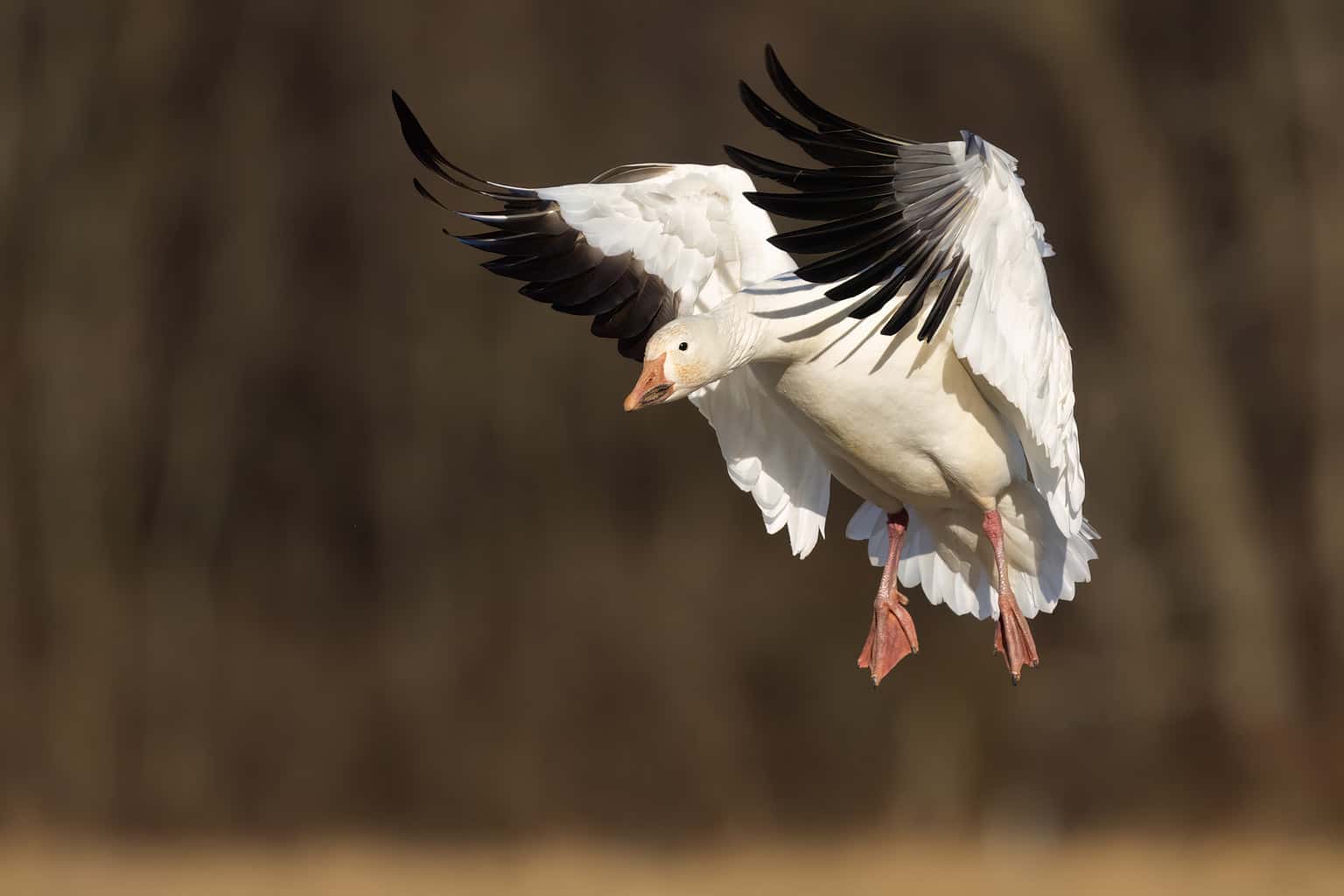 Snow Goose Animal Pictures | A-Z Animals