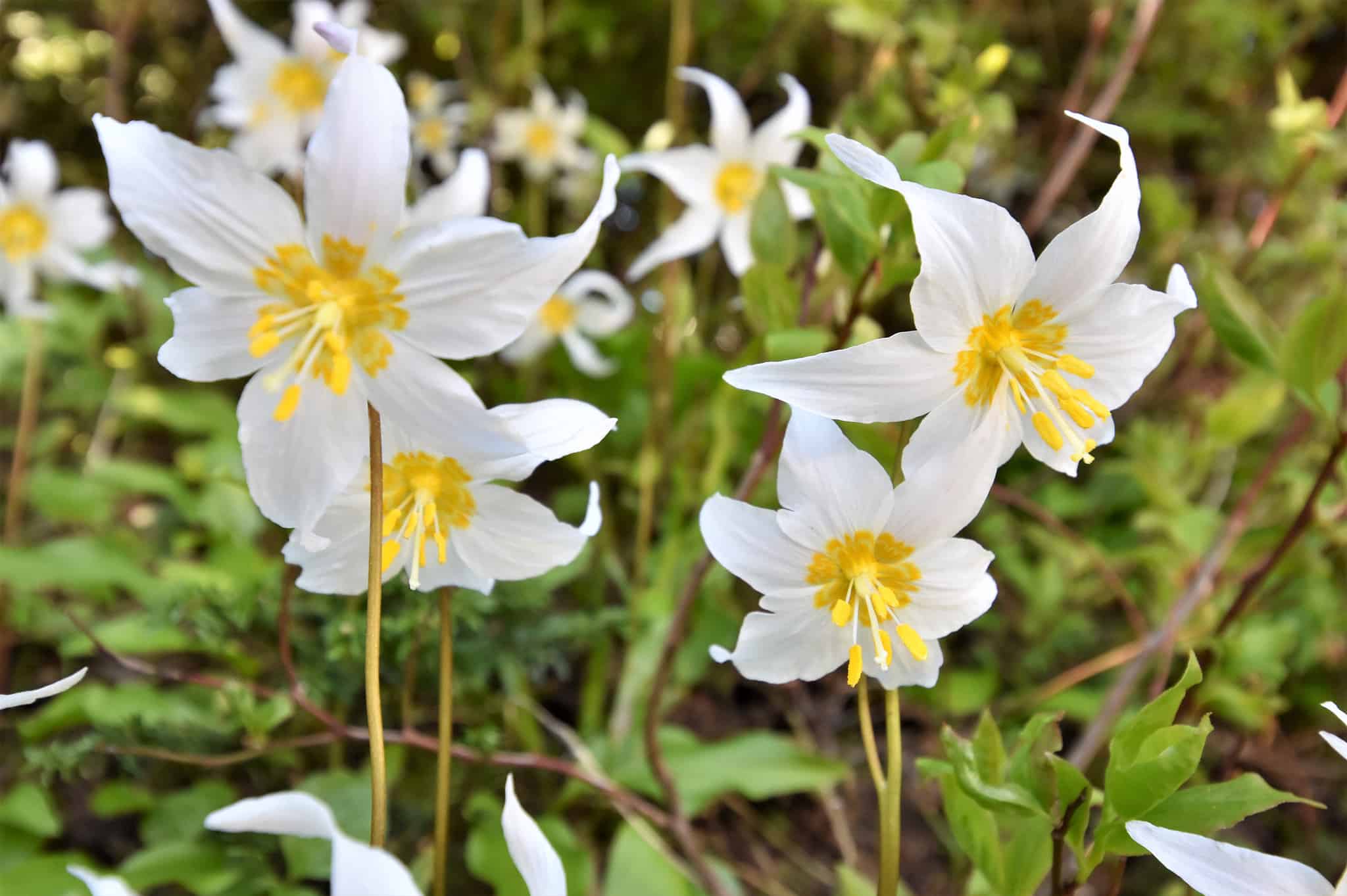 28 Beautiful Wildflowers You'll Find in the Pacific Northwest - A-Z Animals