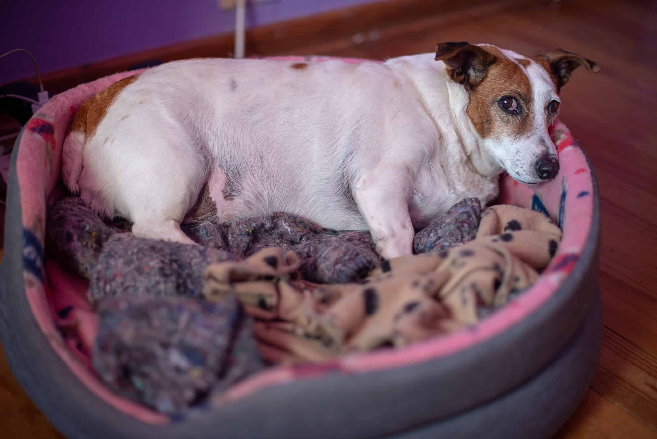 How to Reverse Canine Obesity: 4 Steps - A-Z Animals