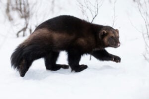 Discover 7 Amazing Bone-Eating Animals And How They Digest It - A-Z Animals