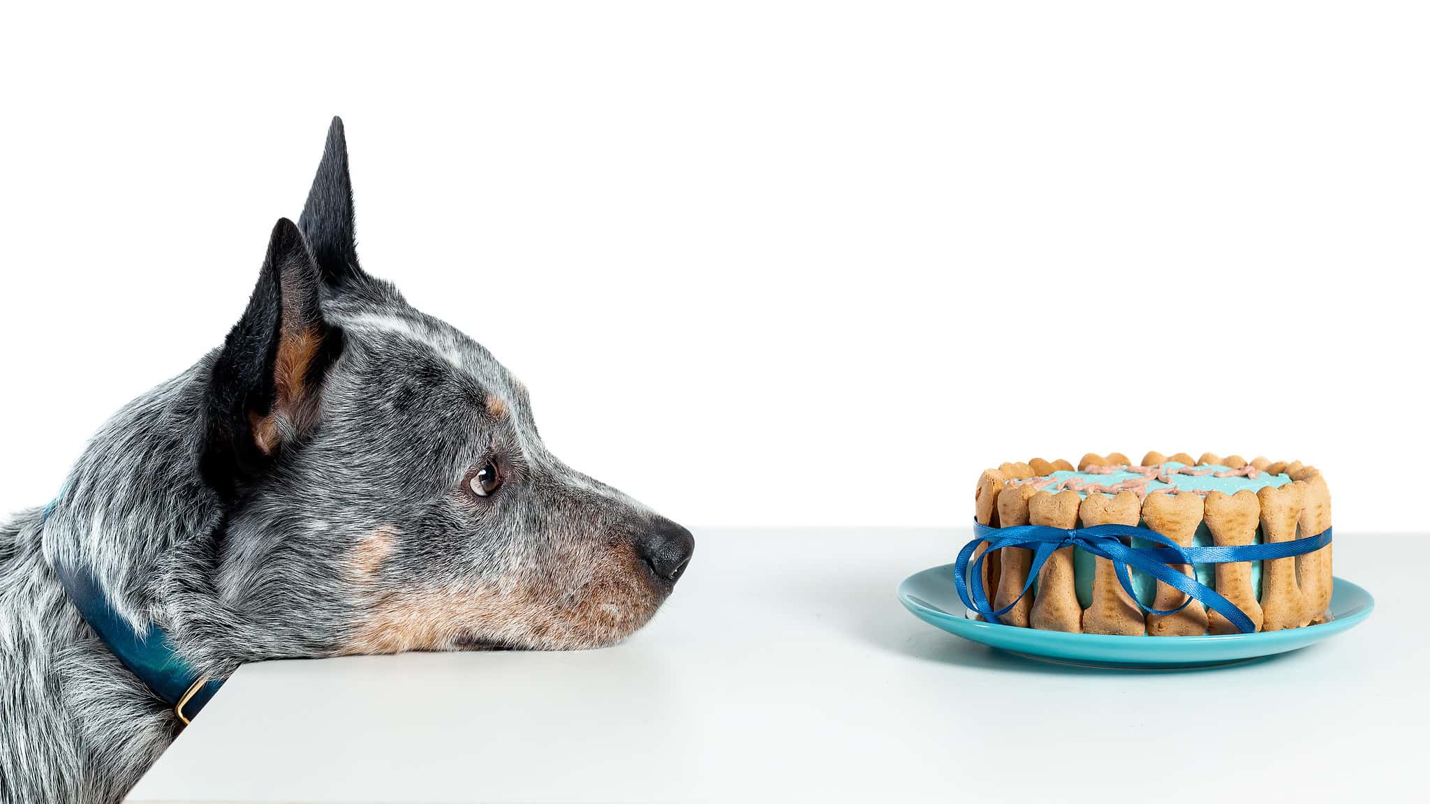 Can Dogs Eat Cake? See The Definitive Answer - A-Z Animals