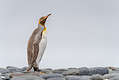 Discover the Amazing Colors of the Various Types of Penguins - A-Z Animals
