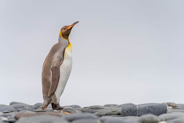 Discover the Amazing Colors of the Various Types of Penguins - A-Z Animals
