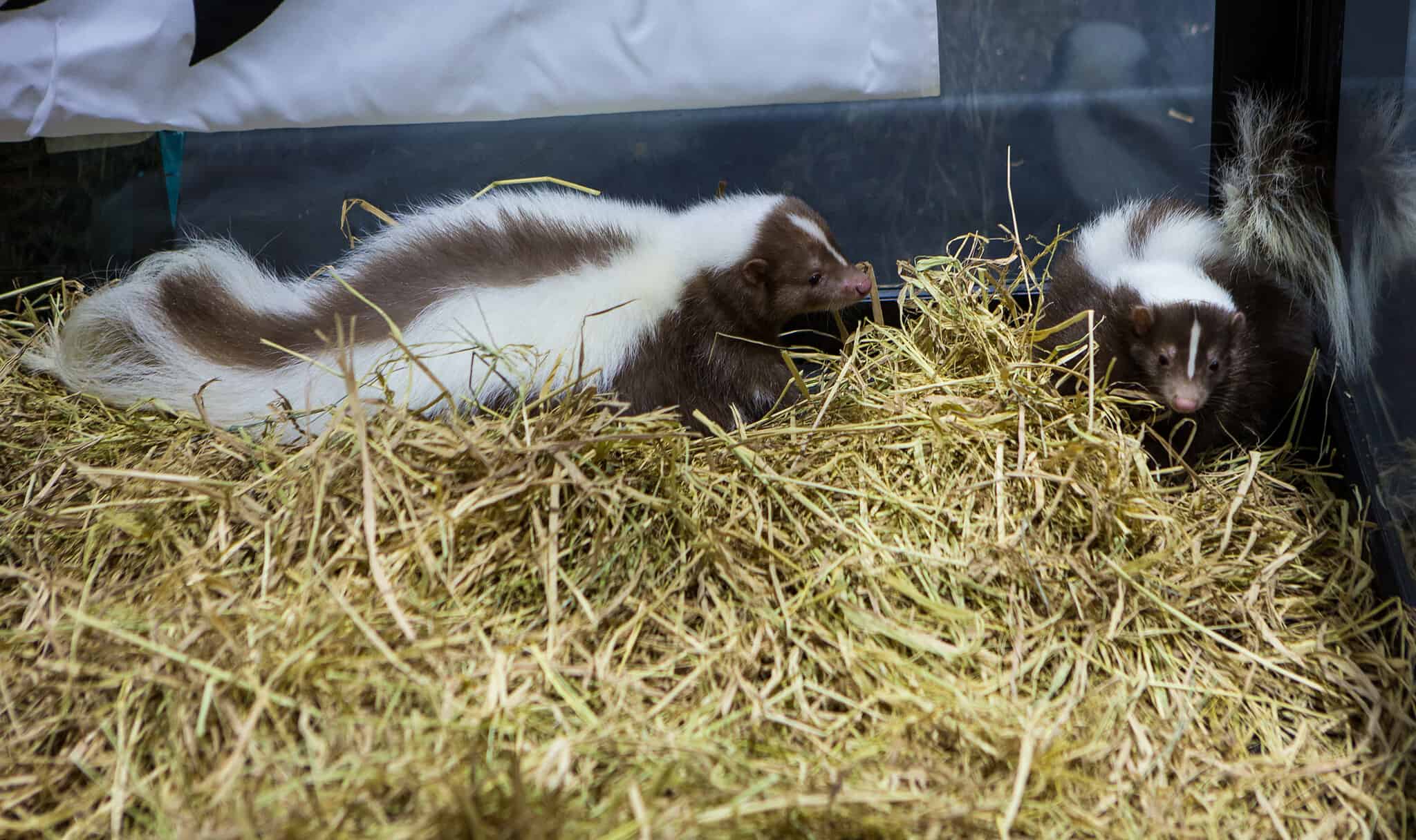 Are Skunks Blind? (And 7 Other Myths About Skunks) - A-Z Animals