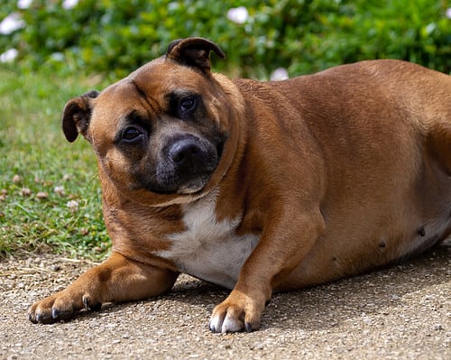 20 Dog Breeds Prone to Obesity - A-Z Animals
