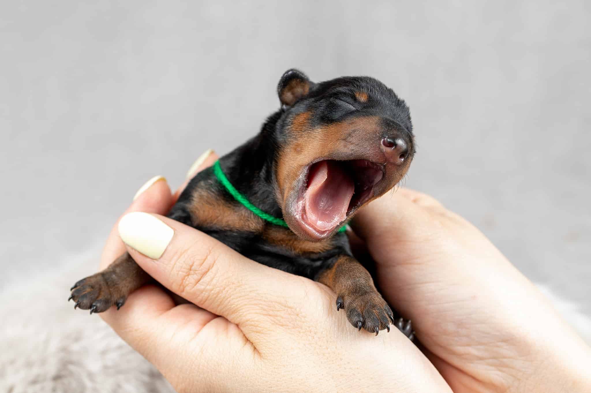 Baby Dog: 5 Amazing Puppy Facts and 5 Adorable Pictures - A-Z Animals
