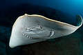 Discover the 7 Stingrays Found in Florida Waters — Are Any Dangerous ...