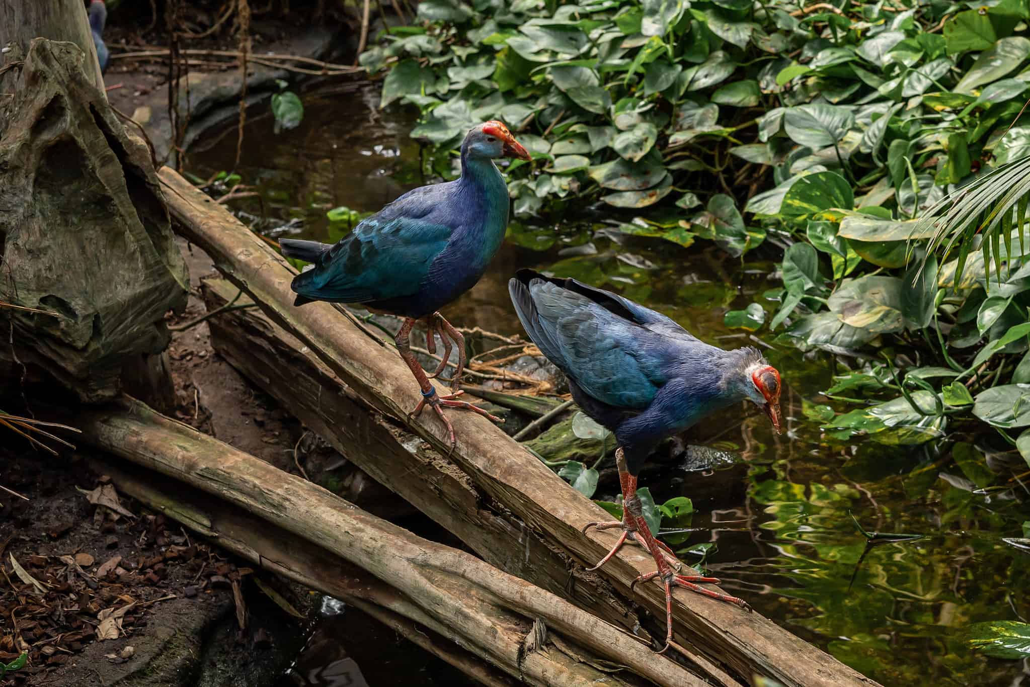 Birds with Red Beaks: 20 Species with This Unique Marking - A-Z Animals