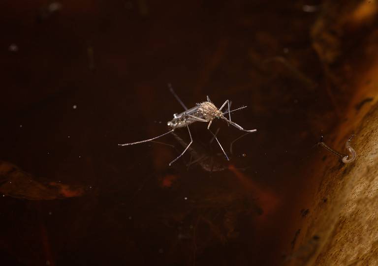 Chigger Animal Facts - Trombiculidae - A-Z Animals