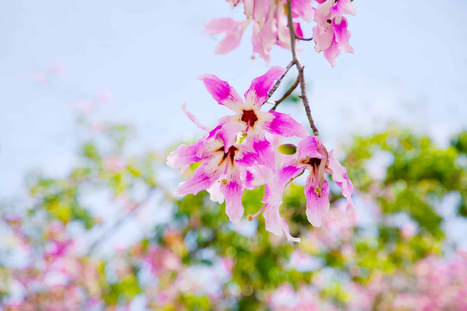 14 Beautiful Pink Flowering Trees in Florida - A-Z Animals