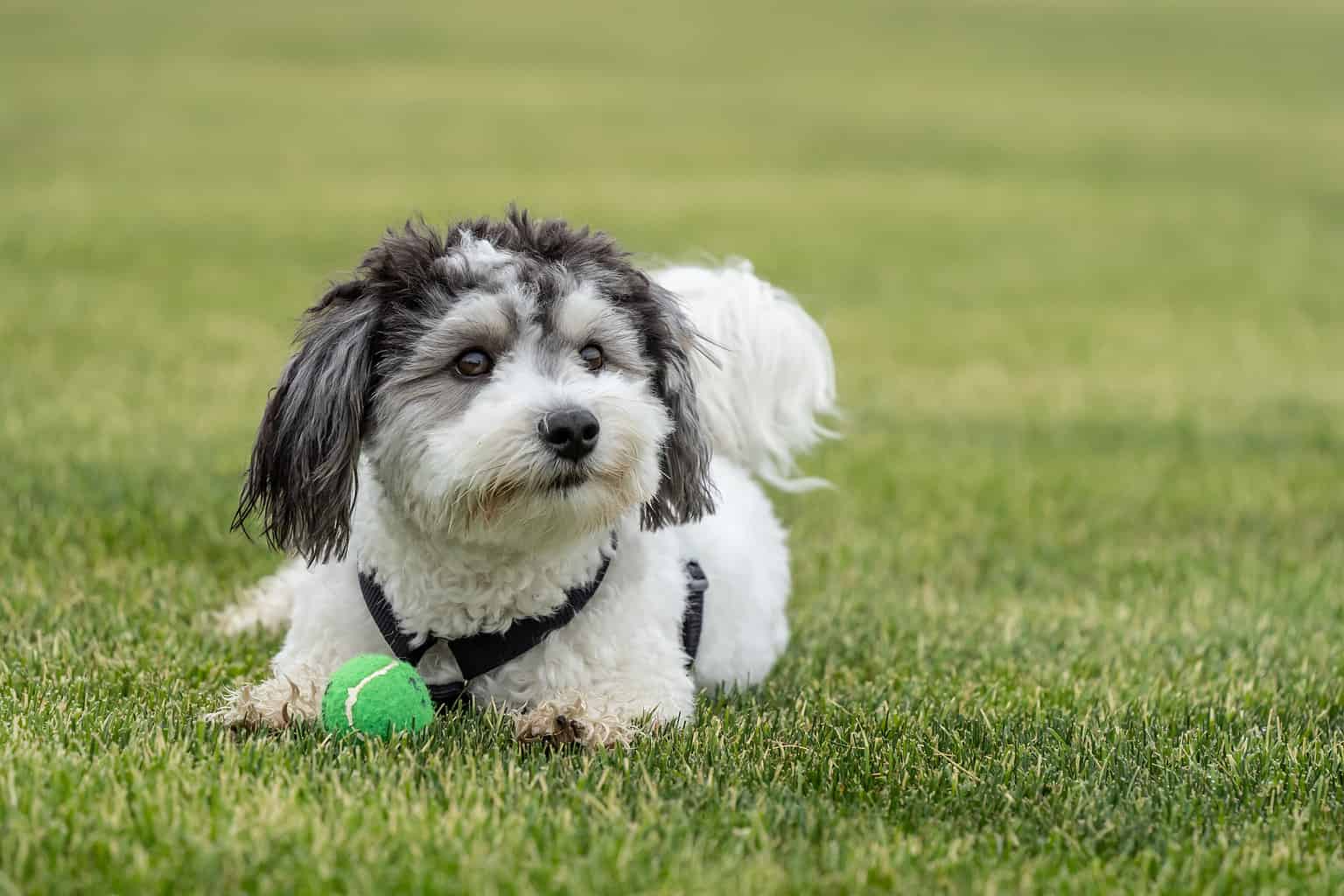 Havanese Progression: Growth, Milestones, and Training Tips