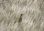 Discover the Official State Bird of North Dakota - A-Z Animals