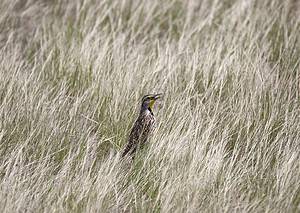 Discover the Official State Bird of North Dakota - A-Z Animals