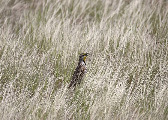 Discover the Official State Bird of North Dakota - A-Z Animals