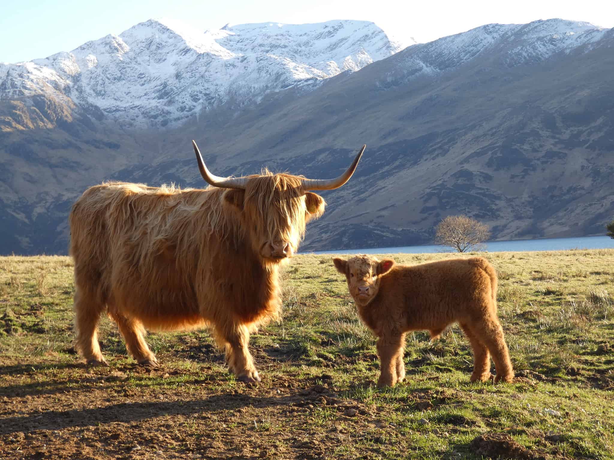 Adorable Fluffy Cows: Images, Info, and Where They Are From - A-Z Animals