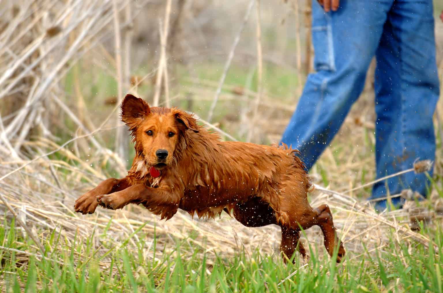 Golden Retrievers as Hunting Dogs: 10 Pros and Limitations to Know - A ...
