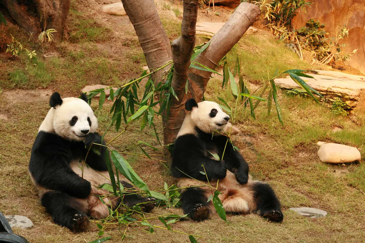 Facts the World Needs to Know About Pandas - A-Z Animals Slideshows