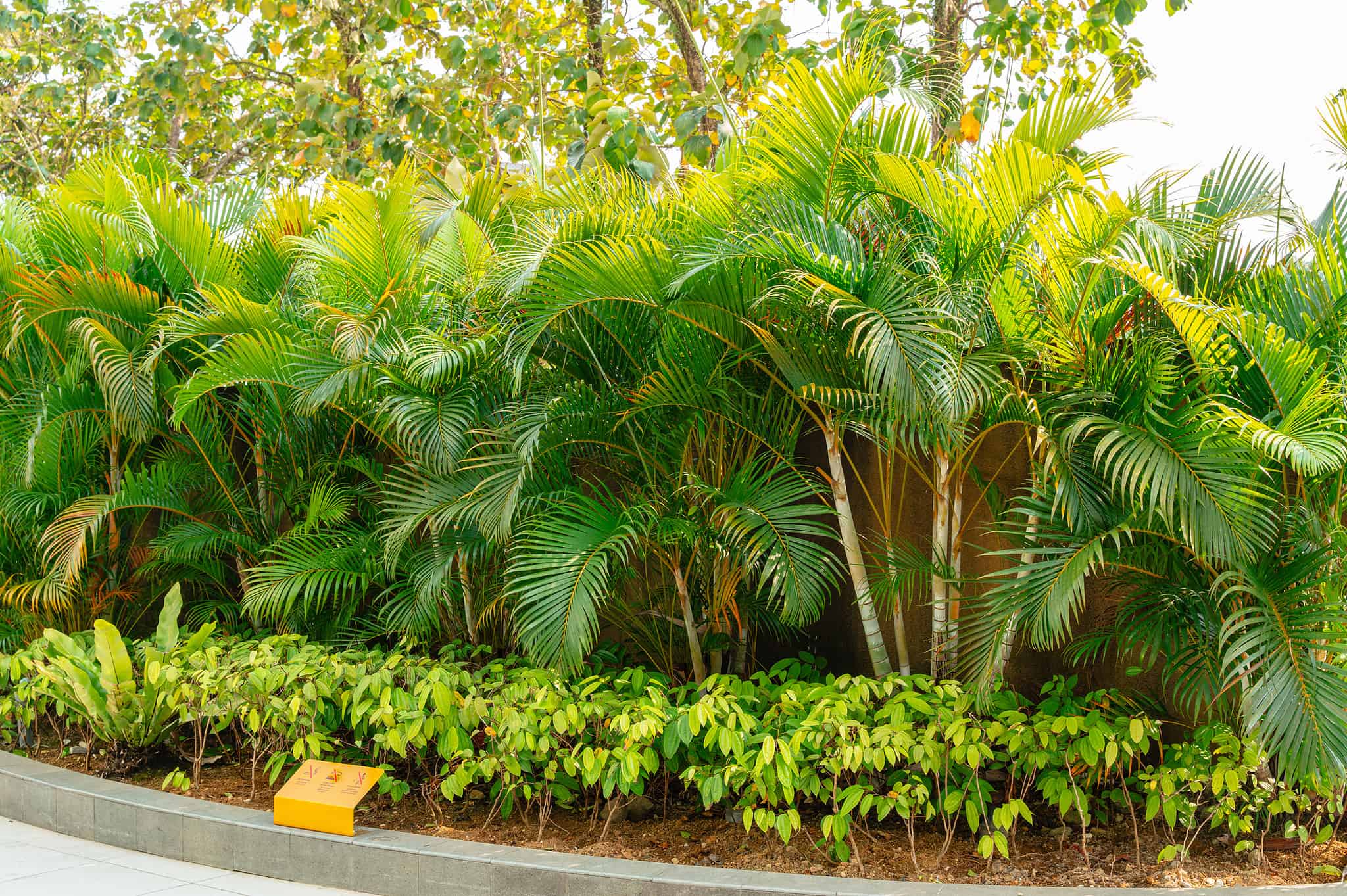 Discover 10 Types of Palm Trees in Hawai'i - A-Z Animals