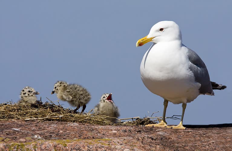 20 Birds That Spend Their Winters in Massachusetts - A-Z Animals