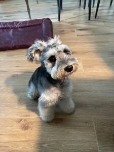 Miniature Schnauzer Size: Growth Chart and Milestones - A-Z Animals