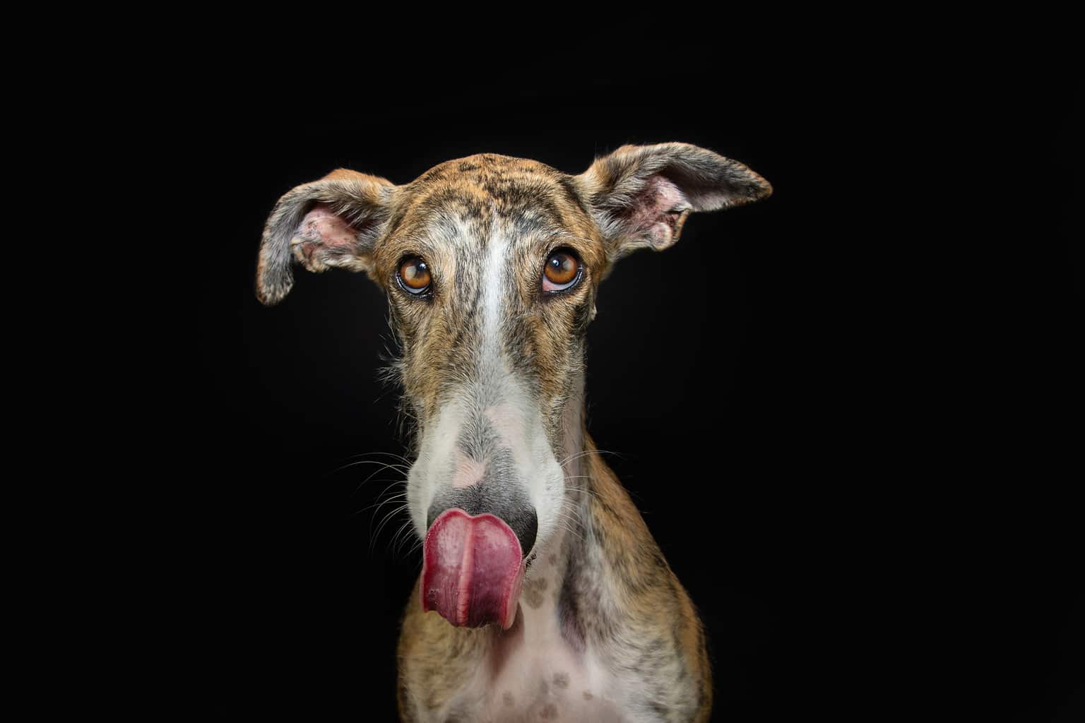 Greyhound Progression: Growth Chart, Milestones, and Training Tips - A ...