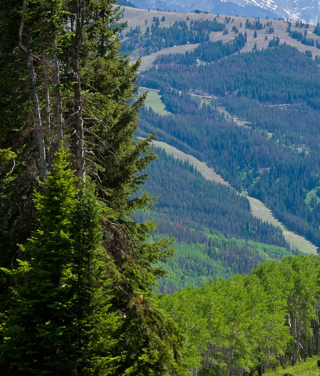 How Tall Is Mount Of The Holy Cross? - A-Z Animals