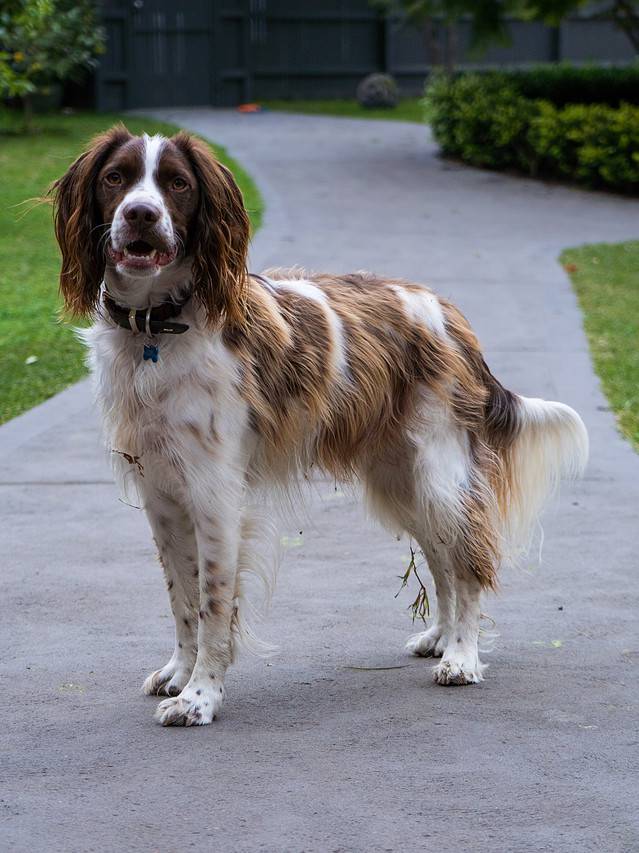 Brittany Spaniel Colors: Rarest to Most Common - A-Z Animals
