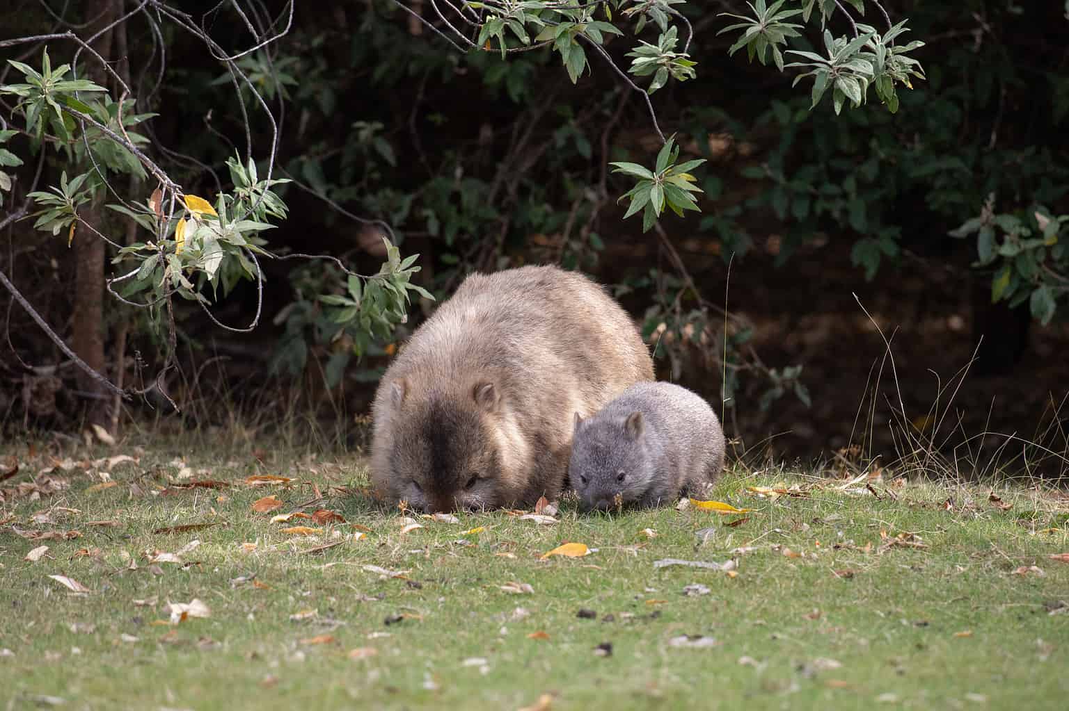 Baby Wombat: 10 Pictures and 10 Incredible Facts - A-Z Animals
