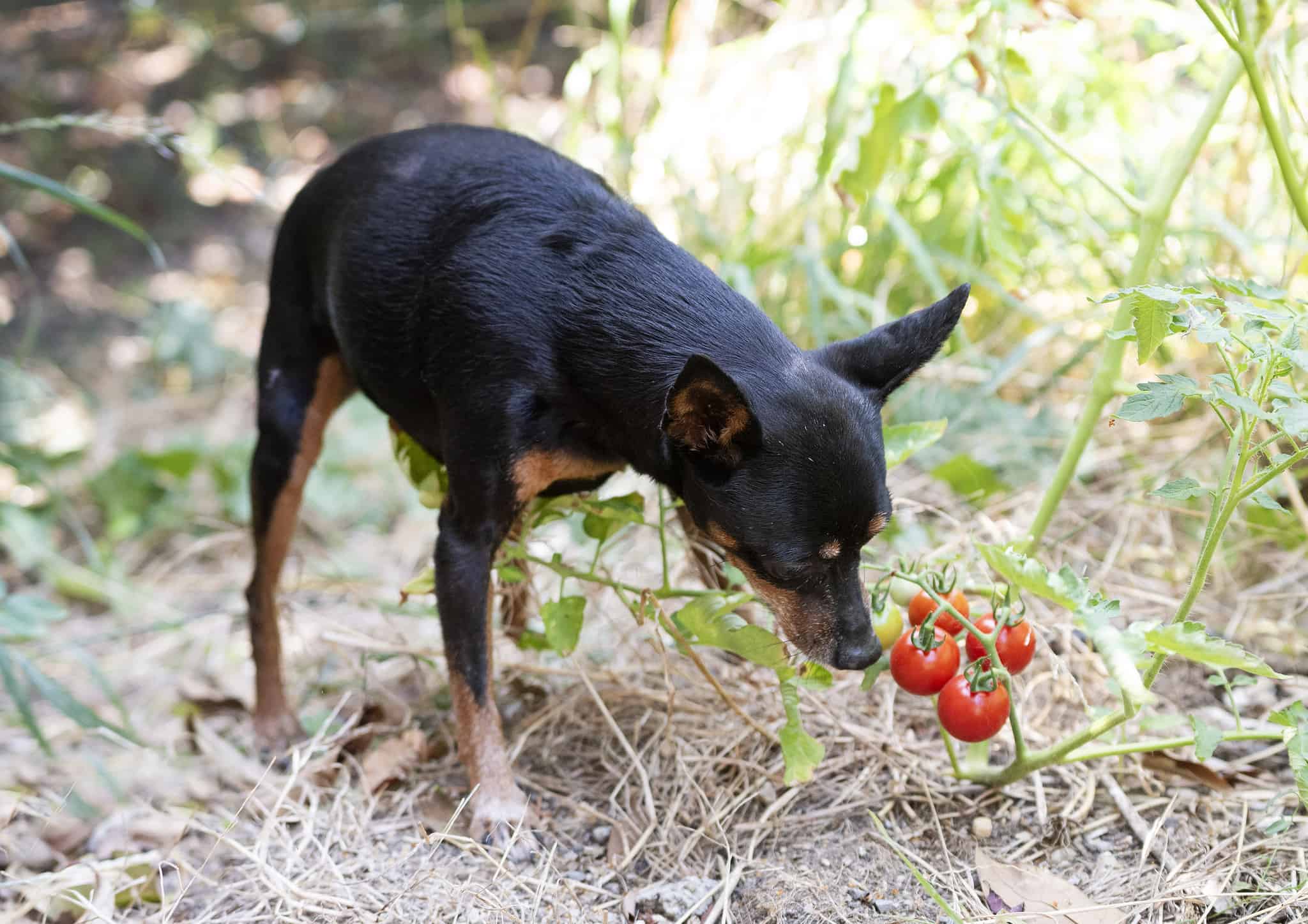 Miniature Pinscher Progression: Growth, Milestones, and Training