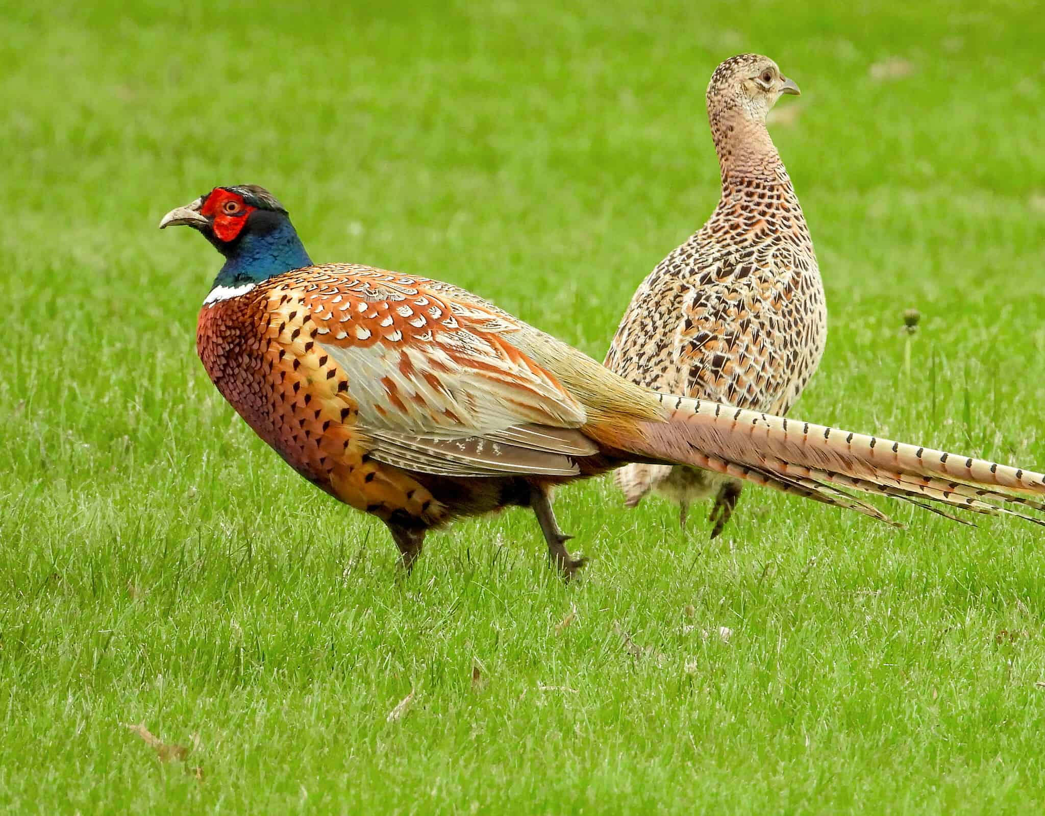 The 20 States With the Absolute Best Pheasant Hunting in 2024 - A-Z Animals