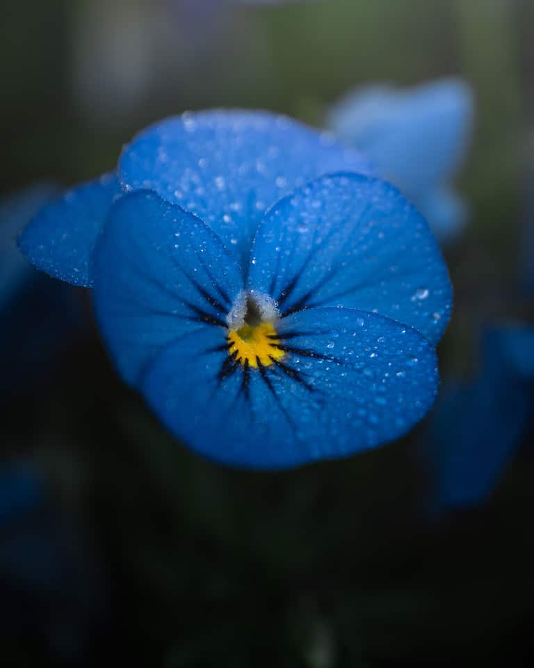 Violet Flowers: Meaning, Symbolism, and Proper Occasions - A-Z Animals