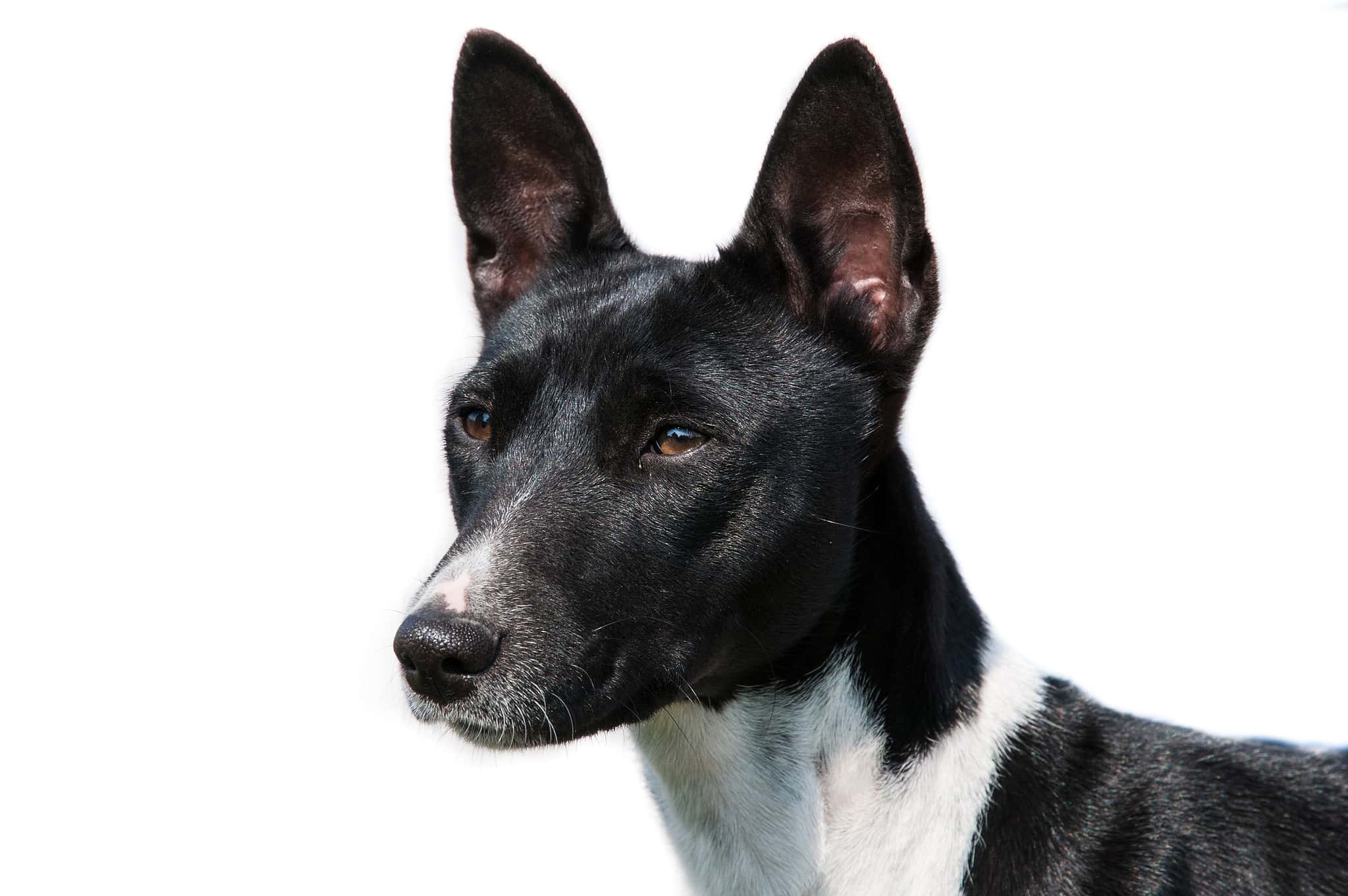 Basenji Colors: Rarest to Most Common - A-Z Animals