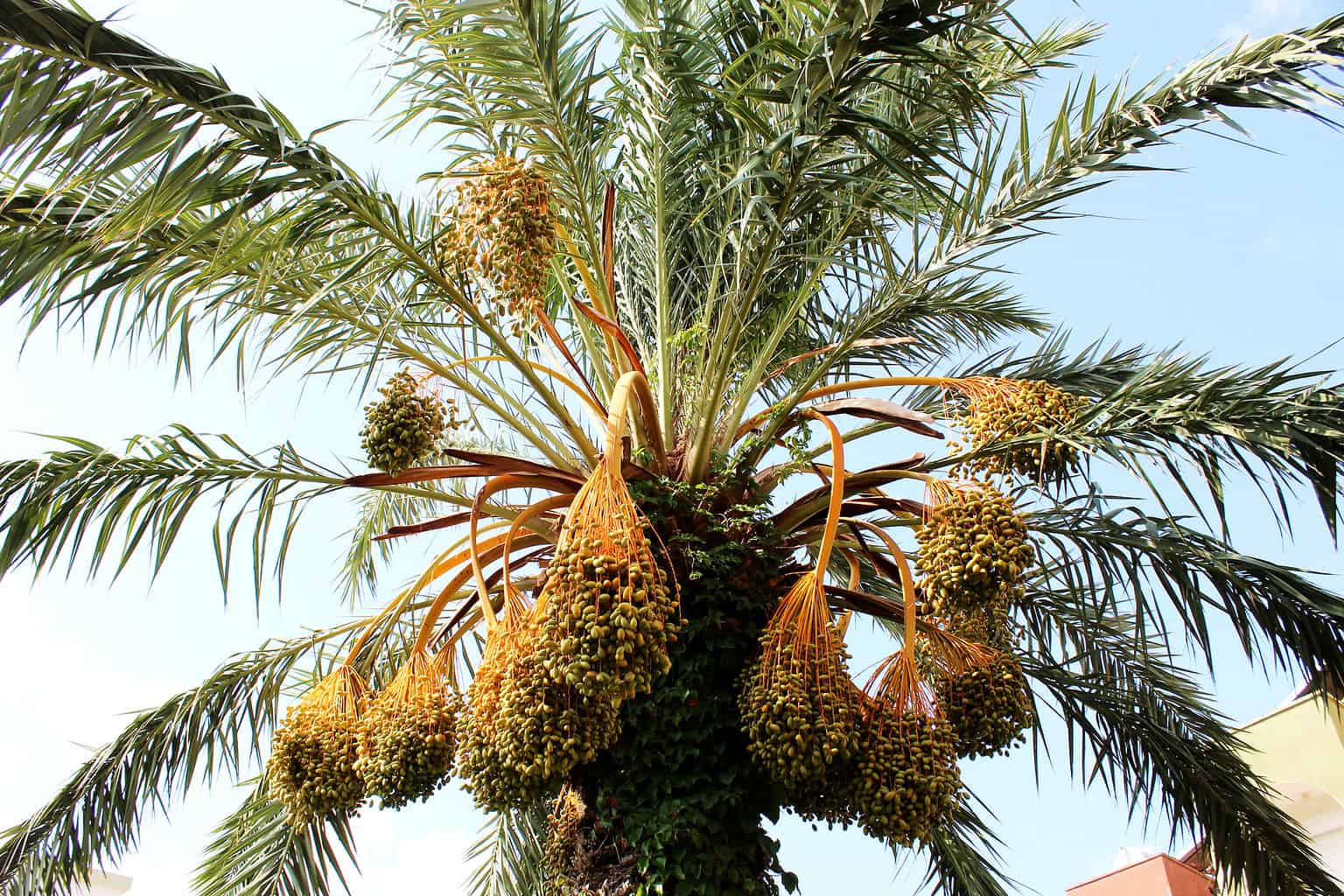 12 Palm Trees That Can Grow and Thrive in North Carolina - A-Z Animals