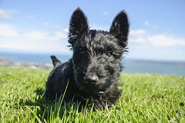 Scottish Terrier Progression: Growth Chart, Milestones, and Tips