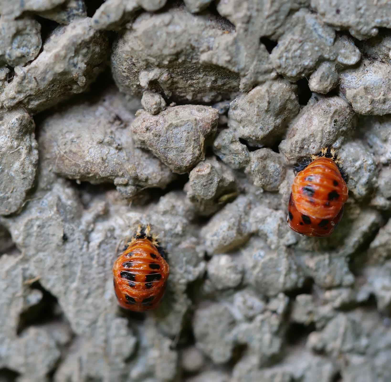 Baby Ladybug: 6 Pictures and 6 Amazing Facts - A-Z Animals