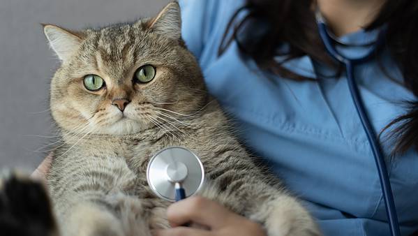 Drontal Dosage Chart for Cats: Risks, Side Effects, Dosage, and More ...