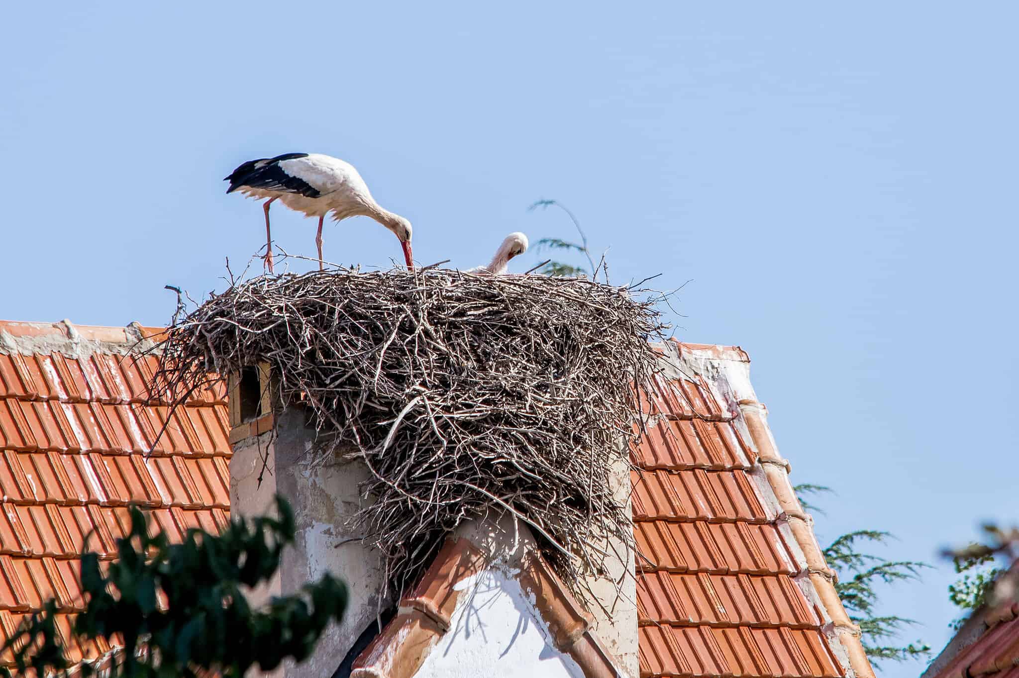 White Stork: Why Do They Kill Their Young - A-Z Animals
