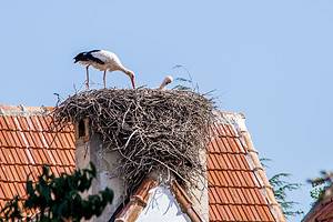 The Most Likely Animal Encounters You'll Have on the Camino de Santiago ...