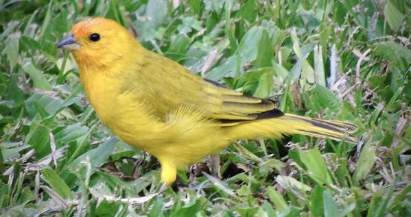 Where Do Yellow Finches Nest? - A-Z Animals