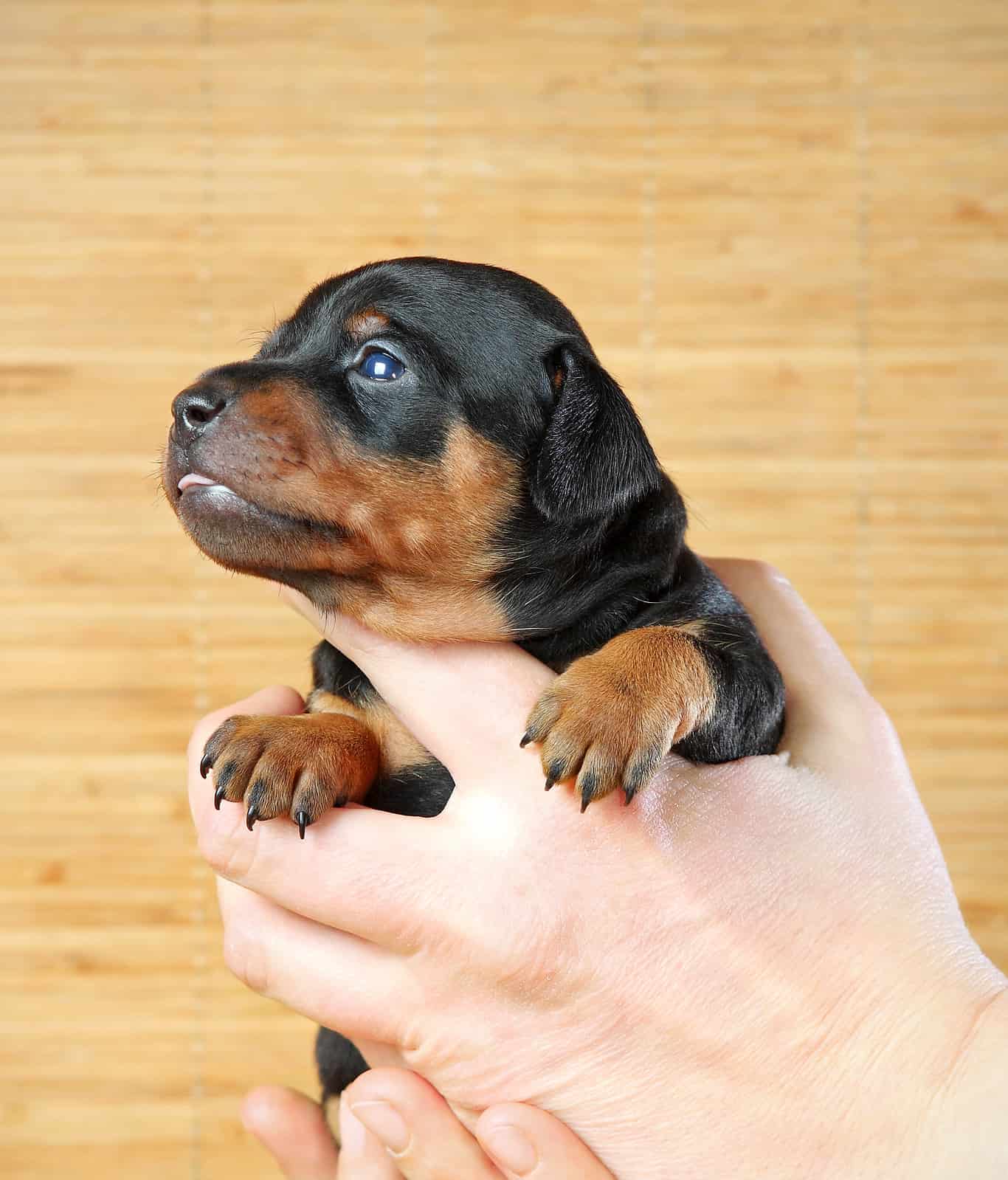 Doberman Pinscher Progression: Growth Chart, Milestones, and Training ...